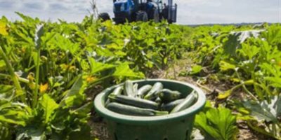 Προγράμματα βιολογικής γεωργίας και κτηνοτροφίας από τον Αγροτικό ...