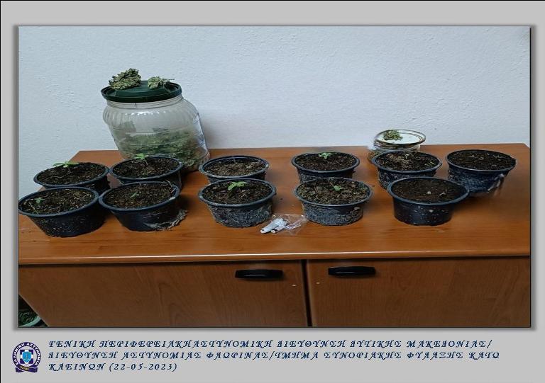 Συνελήφθη 61χρονος σε περιοχή της Φλώρινας για καλλιέργεια δενδρυλλίων ...